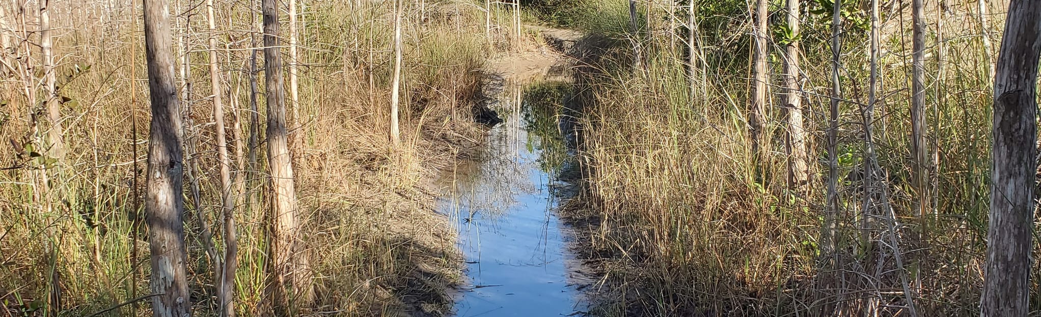 Florida Trail: Orange and Blue Oasis Loop, Florida - 32 Reviews, Map ...