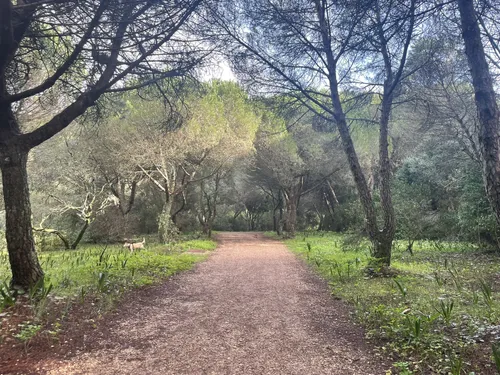 10 Best Hikes and Trails in Monsanto Forest Park | AllTrails