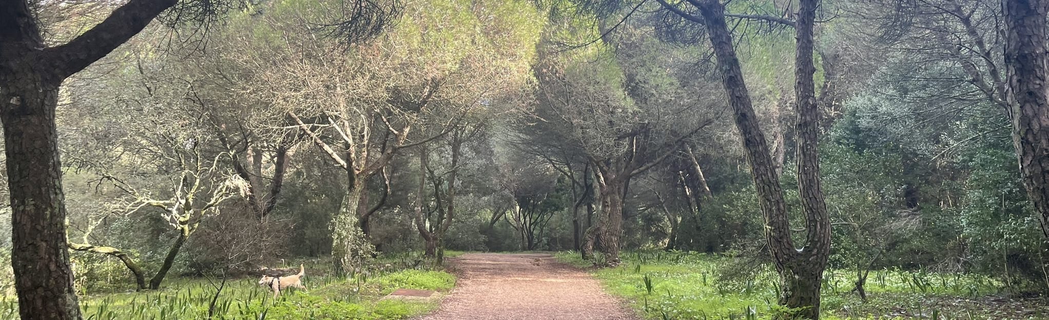 Great Trail of Monsanto Forest Park, Lisbon, Portugal - 2 Reviews, Map ...