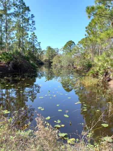Best Hikes and Trails in Pop Ash Creek Preserve | AllTrails