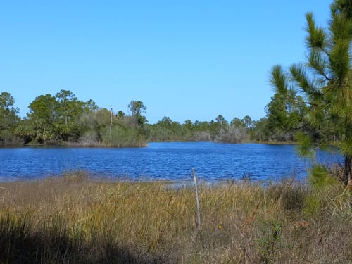 Best Hikes and Trails in Pop Ash Creek Preserve | AllTrails