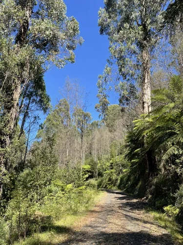 Best Hikes and Trails in Labertouche Cave Geological Reserve | AllTrails