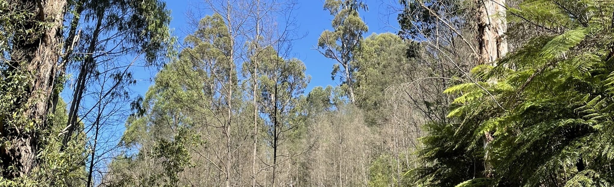 Labertouche Cave Loop: 93 Fotos - Victoria, Australien | AllTrails