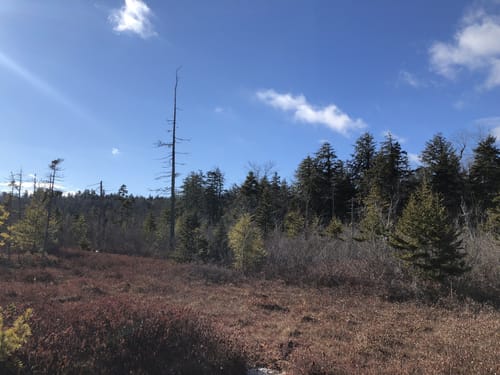 Best Hikes and Trails in Hawley Bog Preserve | AllTrails