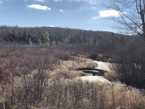 Best Hikes and Trails in Hawley Bog Preserve | AllTrails