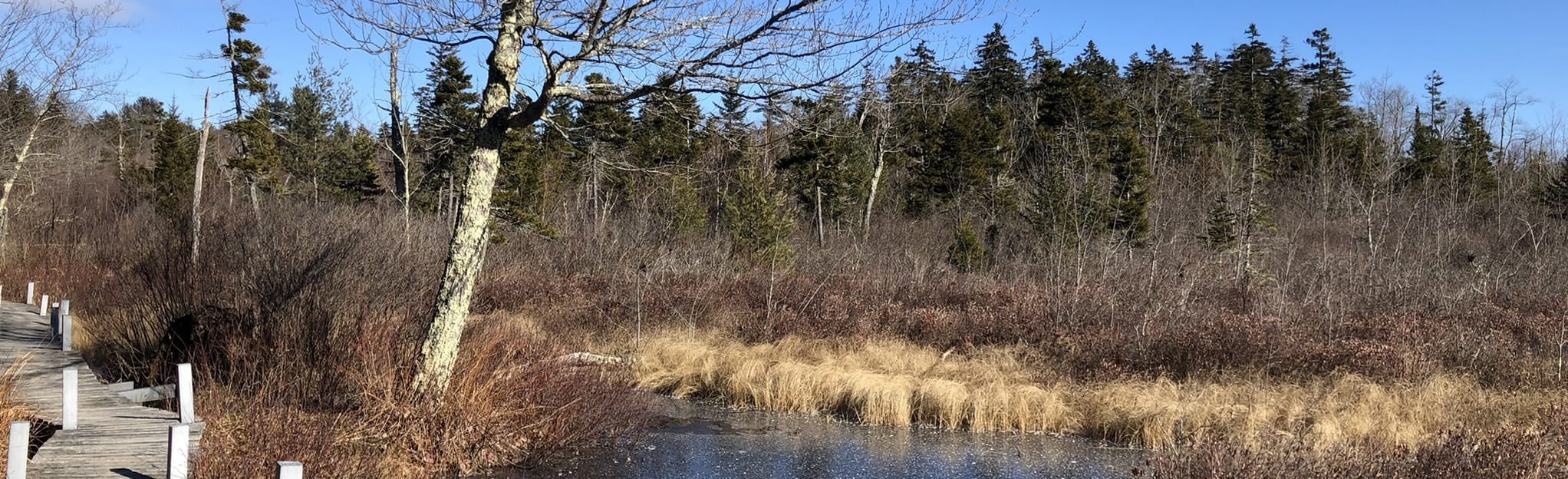 Hawley Bog Trail, Massachusetts - 24 Reviews, Map | AllTrails