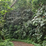 Mount Marau, Tahiti, French Polynesia - 113 Reviews, Map | AllTrails