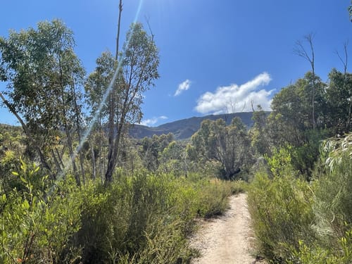 2023 Best Wild Flowers Trails in Roses Gap | AllTrails