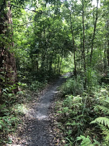 10 Best Mountain Biking Trails in Nerang National Park | AllTrails