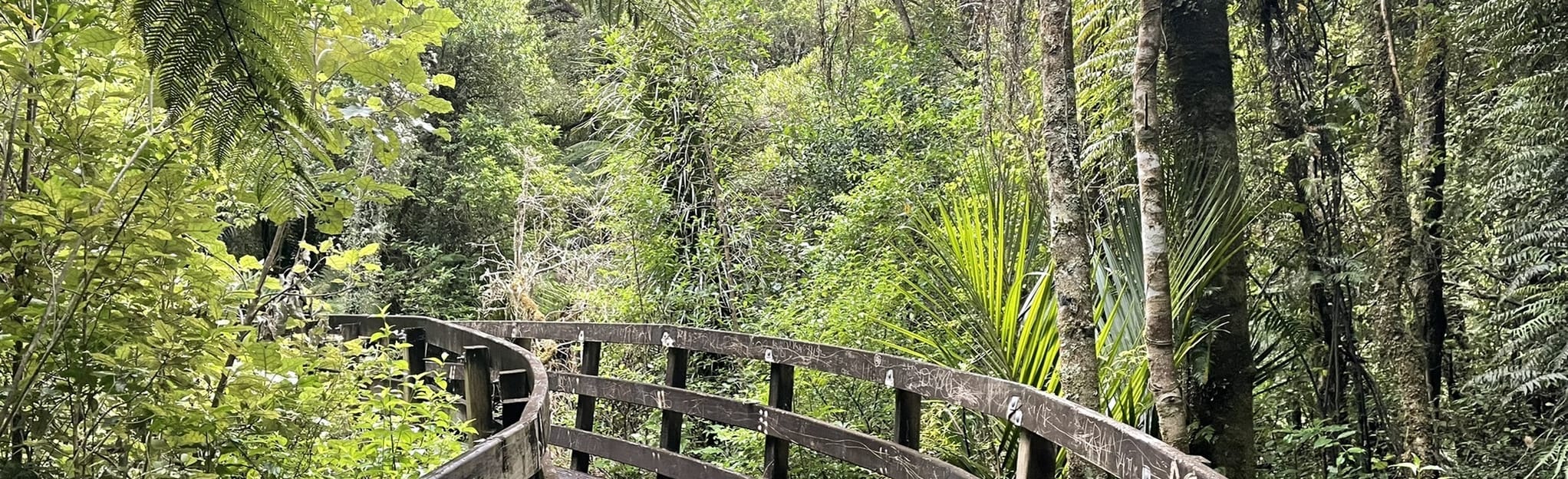 Nikau Walk and Kaniwhaniwha Cave - Waikato, New Zealand | AllTrails