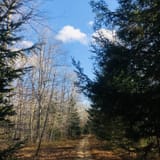 Lost Turkey Trail, Pennsylvania - 64 Reviews, Map | AllTrails