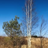 Lost Turkey Trail, Pennsylvania - 64 Reviews, Map | AllTrails