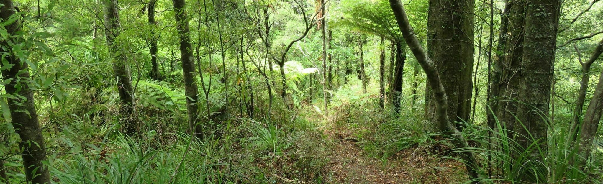 Te Waiti Nature Trail [GESLOTEN]: 5 foto's - Bay of Plenty, Nieuw ...
