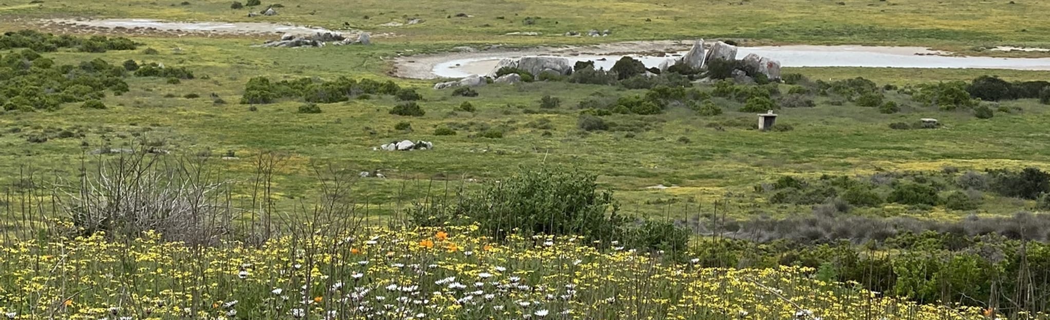 Postberg Flower Hike: Single Day, Western Cape, South Africa - 14 ...