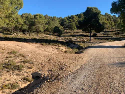 10 Best Forest Trails in Biar | AllTrails