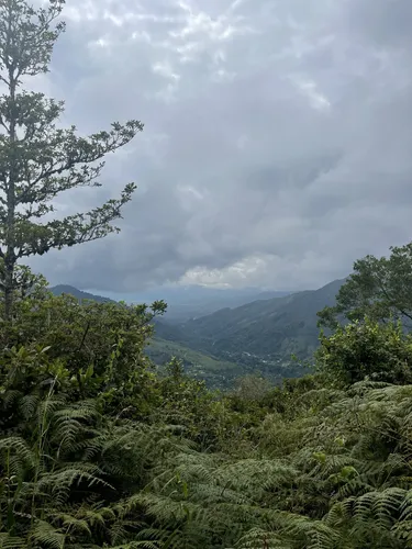 Best Wild Flowers Trails in Cloudbridge Nature Reserve | AllTrails