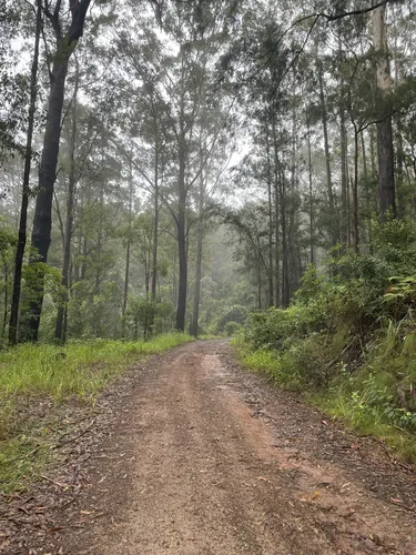 Best Hikes and Trails in Broken Bago State Forest | AllTrails