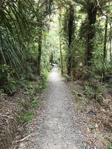 10 Best Easy Trails in Waitakere Ranges Regional Park | AllTrails