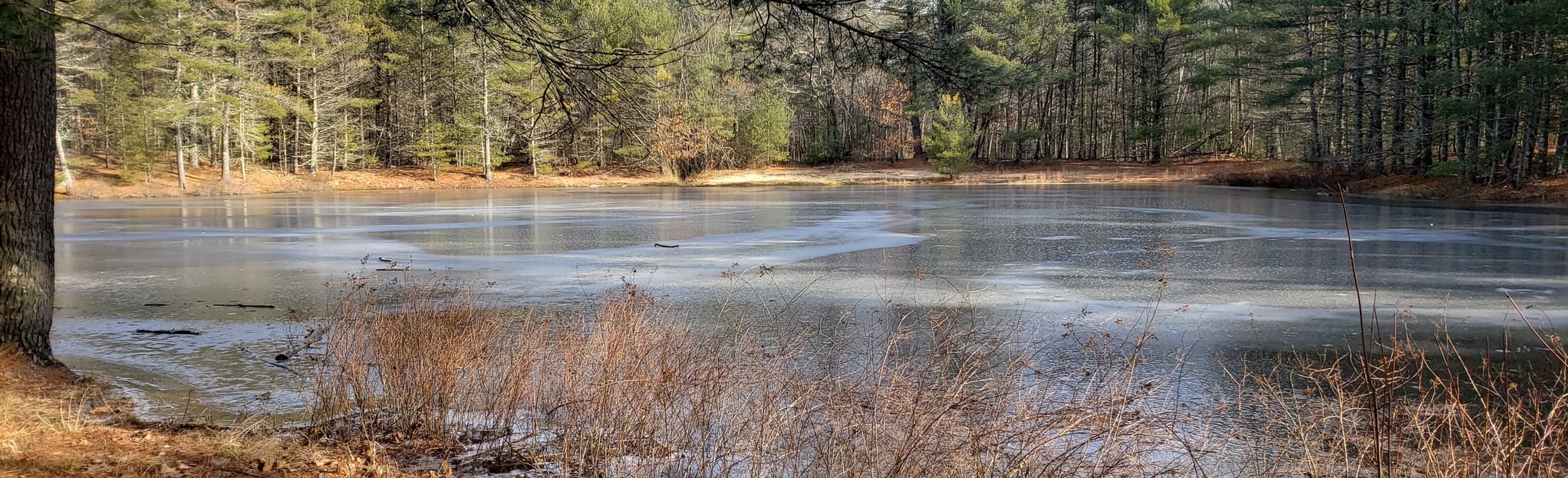 East Forest Loop | Map, Guide - Massachusetts | AllTrails