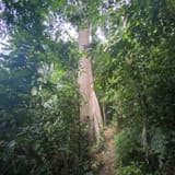 Lata Tampit Waterfall, Pahang, Malaysia - 5 Reviews, Map | AllTrails