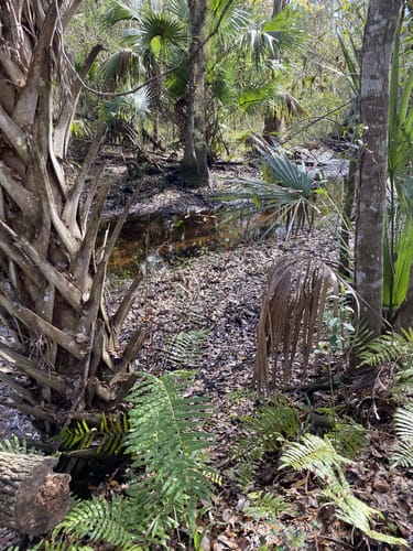 Best Hikes and Trails in Green Swamp Wilderness Preserve | AllTrails