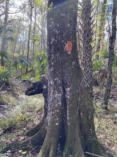 Best Hikes and Trails in Green Swamp Wilderness Preserve | AllTrails