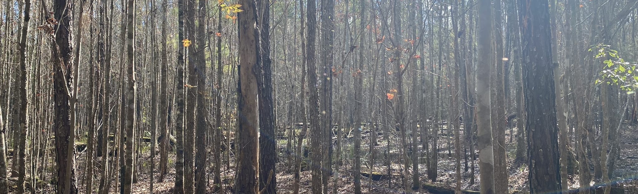 Richloam Wildlife Management Area East Loop: 43 Reviews, Map - Florida ...