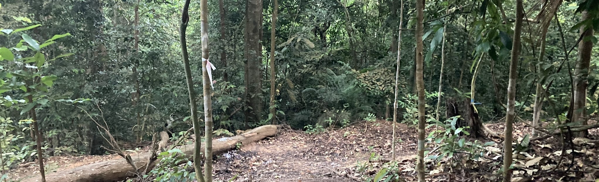 Gunung Pulai Reservoir Walk - Johor, Malaysia | AllTrails
