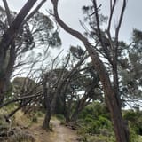 Carbuncle Walking Track, Tasmania, Australia - 18 Reviews, Map | AllTrails