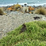 Carbuncle Walking Track, Tasmania, Australia - 25 Reviews, Map | AllTrails