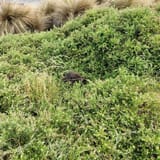 Carbuncle Walking Track, Tasmania, Australia - 25 Reviews, Map | AllTrails