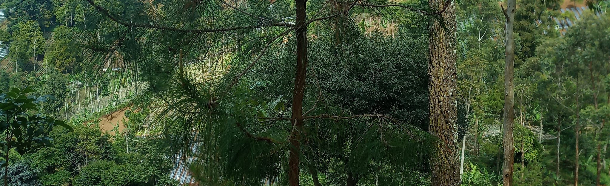 Gunung Burangrang - West Java, Indonesia | AllTrails