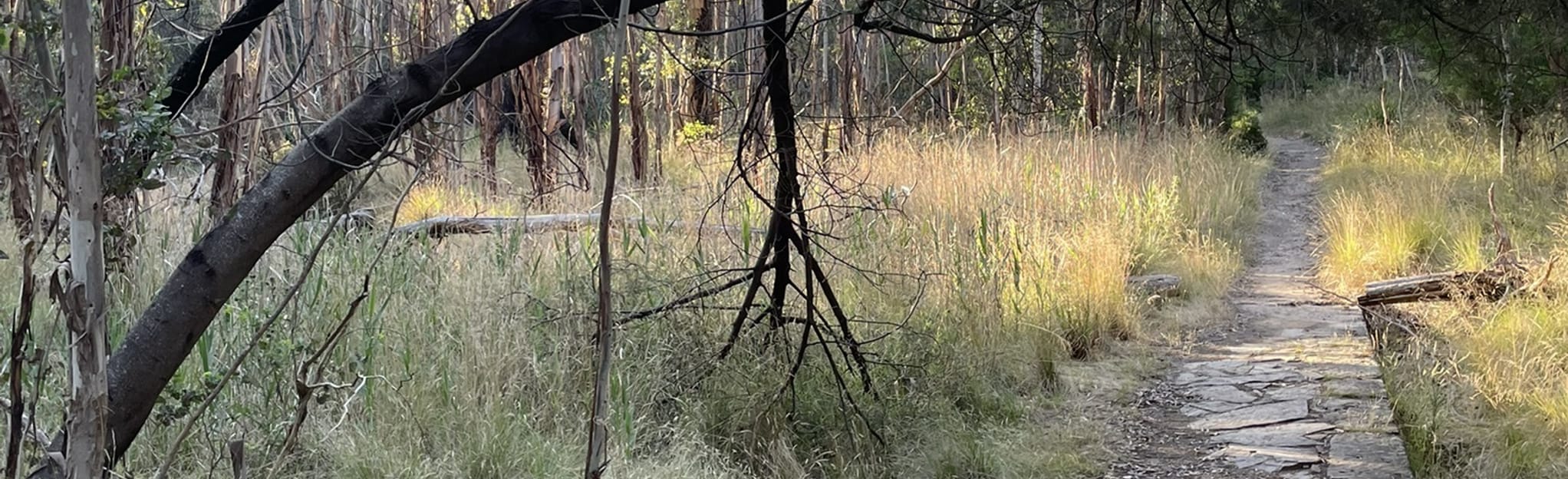 Stoney Creek to Little River Campground via Burchell Trail - Victoria ...
