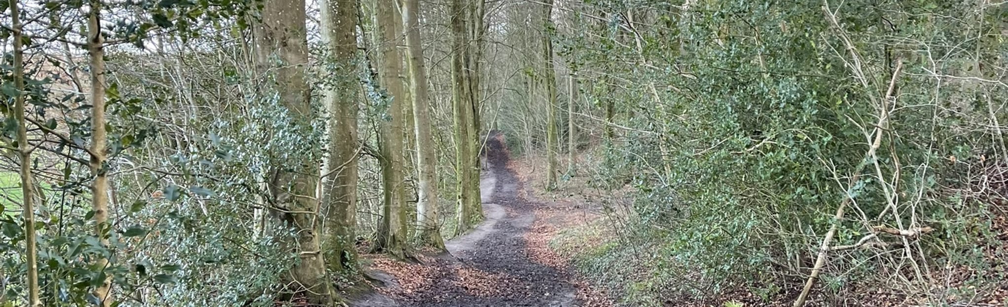 East Woodlands and Longleat Woods: 9 foto - Somerset, Inghilterra ...