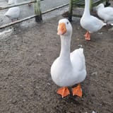 Redesmere and Capesthorne Circular, Cheshire, England - 106 Reviews ...