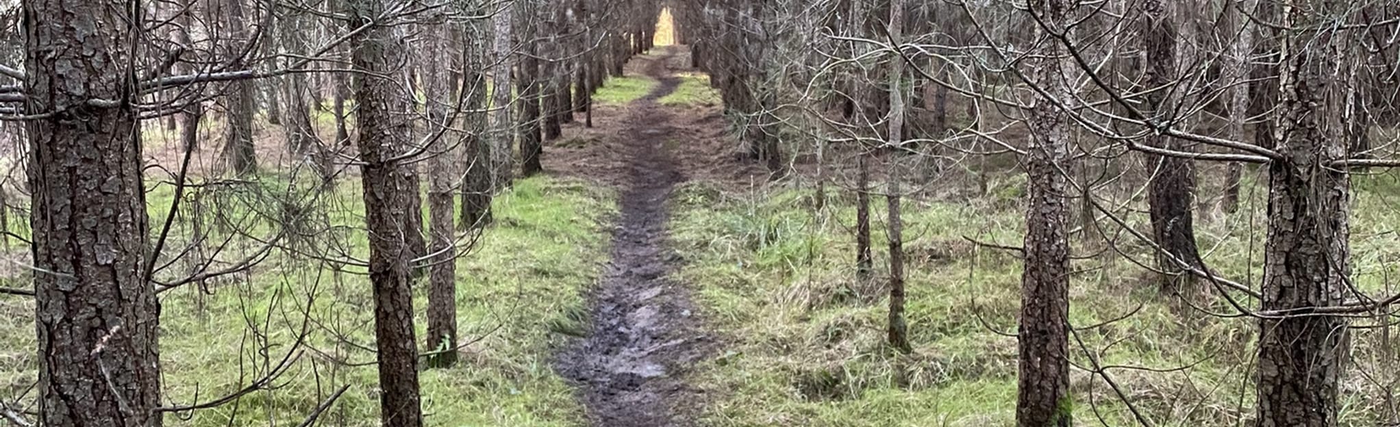 Bramshill Plantation Short Circular, Hampshire, England - 33 Reviews ...