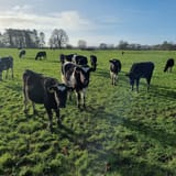 Redesmere and Capesthorne Circular, Cheshire, England - 124 Reviews ...