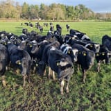 Redesmere and Capesthorne Circular, Cheshire, England - 124 Reviews ...