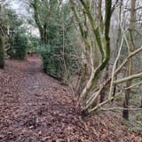 Redesmere and Capesthorne Circular, Cheshire, England - 124 Reviews ...