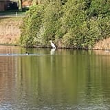 Redesmere and Capesthorne Circular, Cheshire, England - 106 Reviews ...