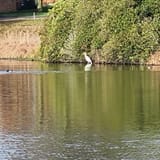 Redesmere and Capesthorne Circular, Cheshire, England - 106 Reviews ...