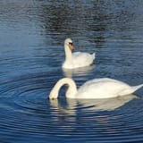 Redesmere and Capesthorne Circular, Cheshire, England - 106 Reviews ...