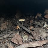 Tres Sendas Trail, California - 276 Reviews, Map | AllTrails