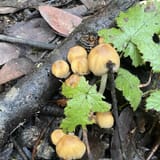 Tres Sendas Trail, California - 276 Reviews, Map | AllTrails