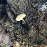 Tres Sendas Trail, California - 276 Reviews, Map | AllTrails
