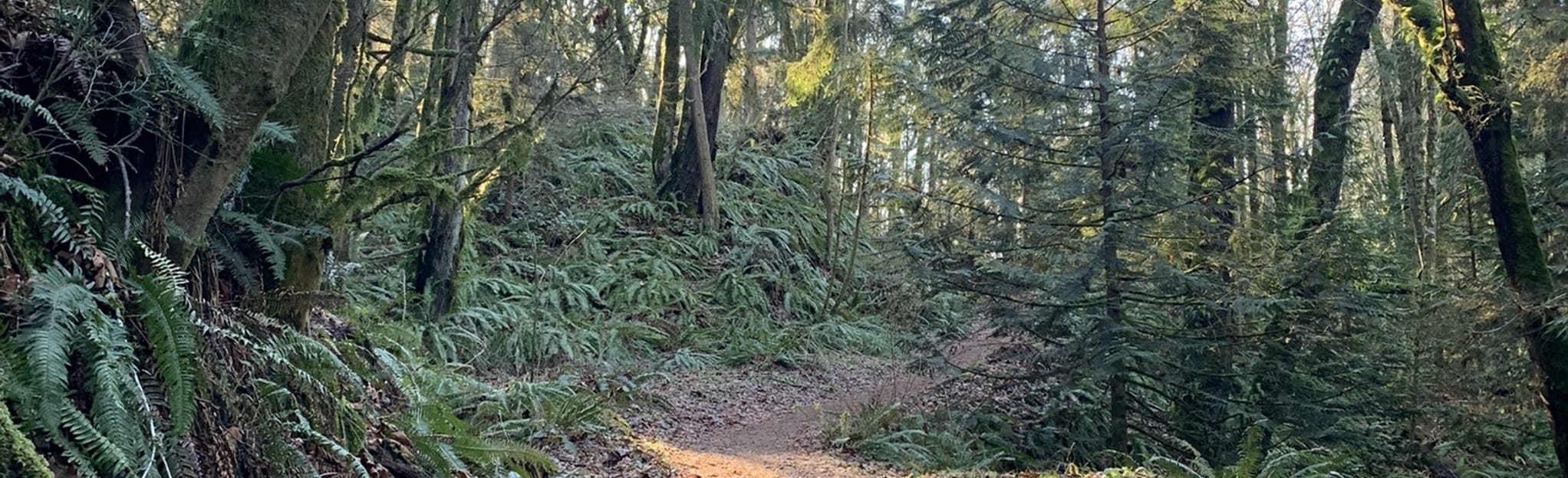 Coal Mine and West Access Trail: 16 Reviews, Map - Washington | AllTrails