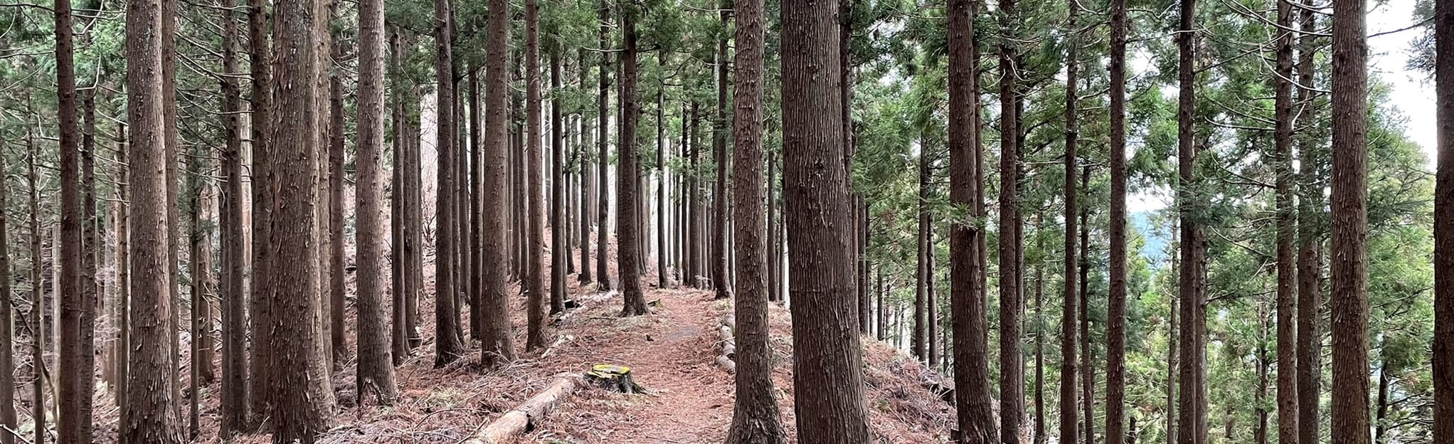 Mount Hikage - Mount Miyaji: 93 Photos - Kanagawa, Japan | AllTrails