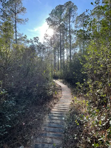 Best Hikes and Trails in Green Swamp Preserve | AllTrails