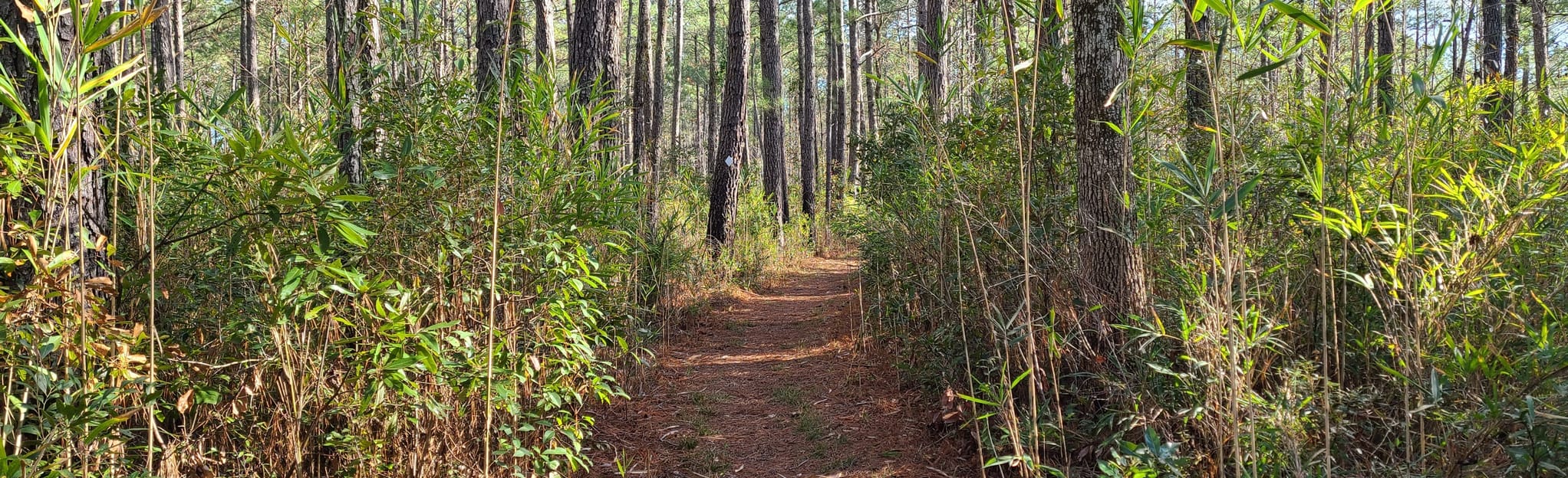 Carolina Bay Hike Along Palmetto Trail Swamp Fox Passage - South ...