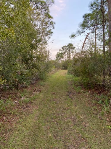 Best Hikes and Trails in Pop Ash Creek Preserve | AllTrails